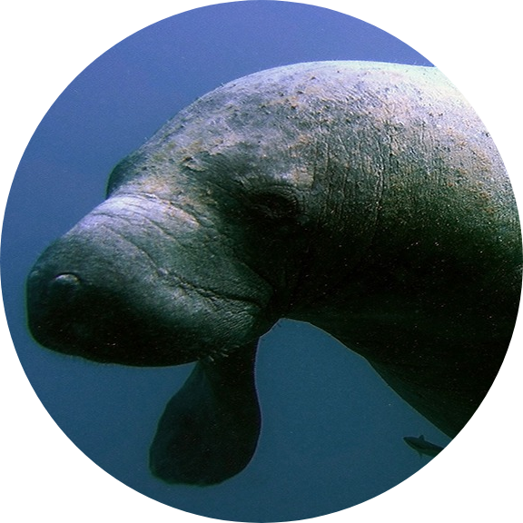 Operations and Dredging Endangered Species System